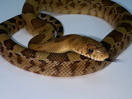 Northern Mexican Pine Snake by Glades Reptiles