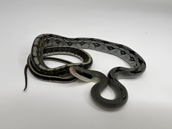 Vietnamese Blue Beauty Ratsnake Beauty Rat Snake by Glades Reptiles