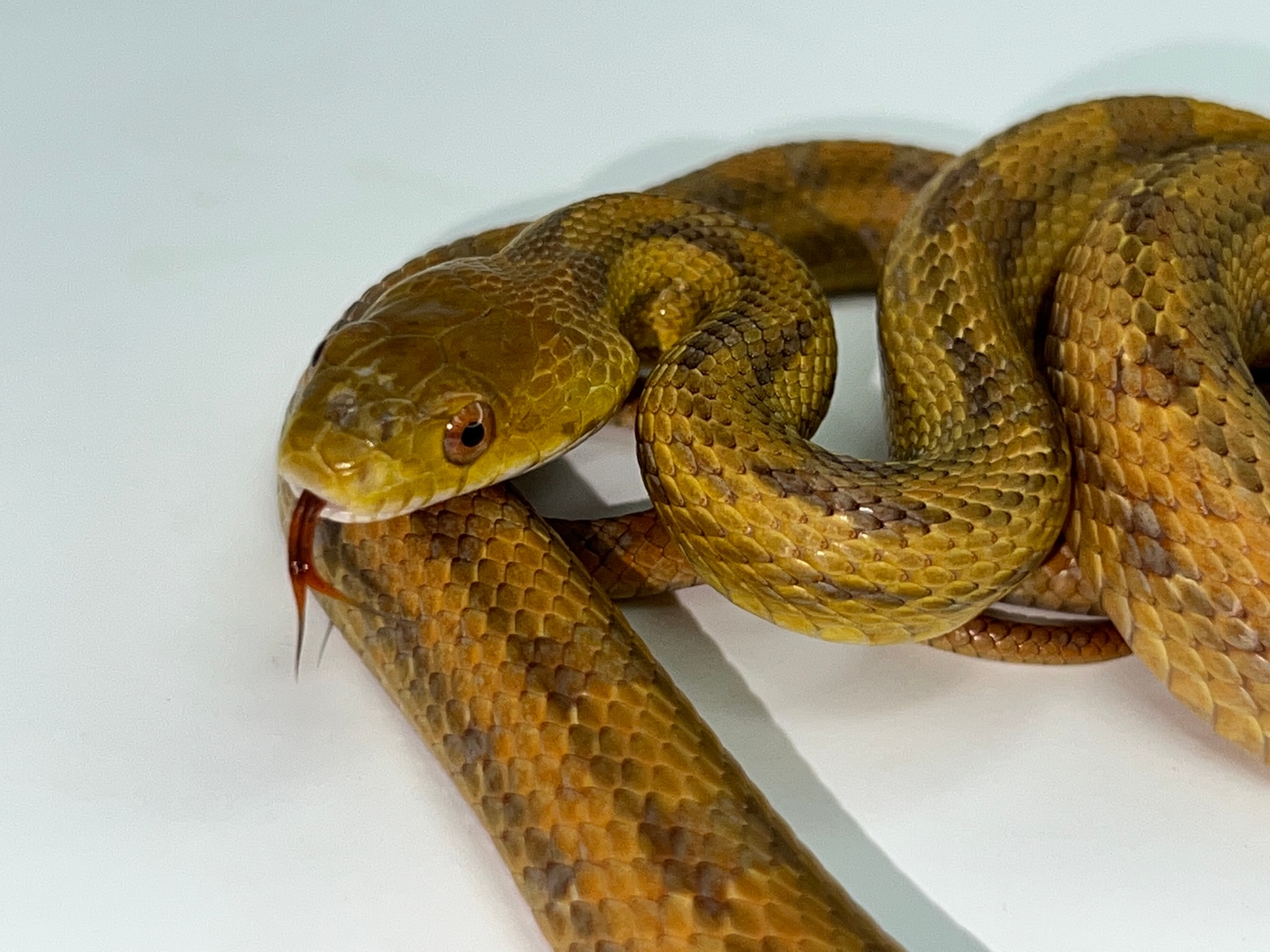 Yellow Ratsnake Eastern Rat Snake by Glades Reptiles - MorphMarket