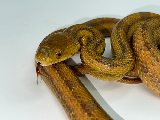Yellow Ratsnake Eastern Rat Snake by Glades Reptiles