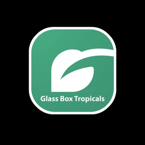 Glass Box Tropicals - MorphMarket
