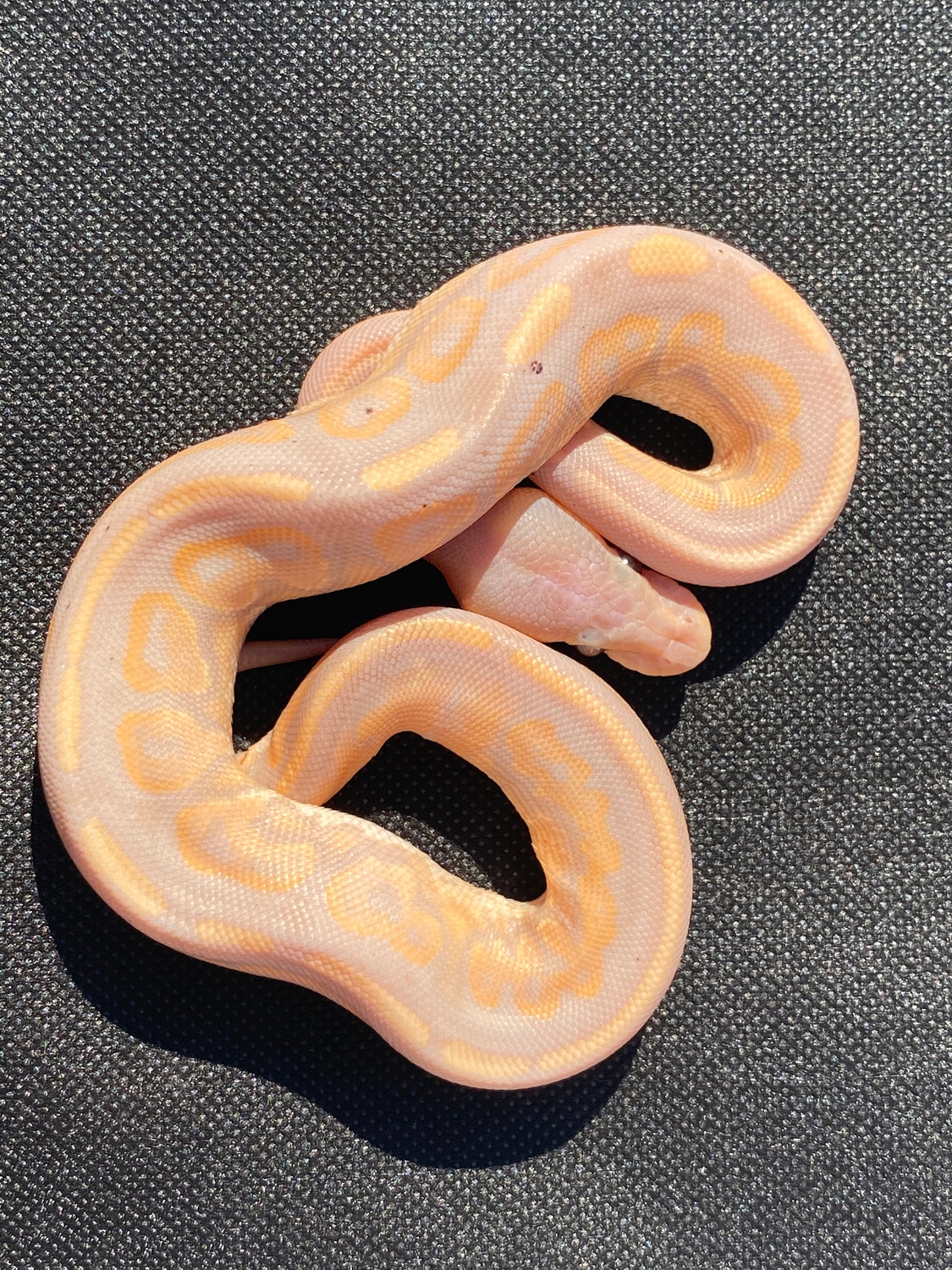 Super Coral Glow Cinnamon Ball Python by Galaxy Morphs - MorphMarket