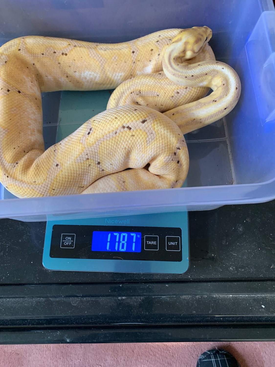 CG, Cinnamon Spider Ball Python by Galaxy Morphs - MorphMarket
