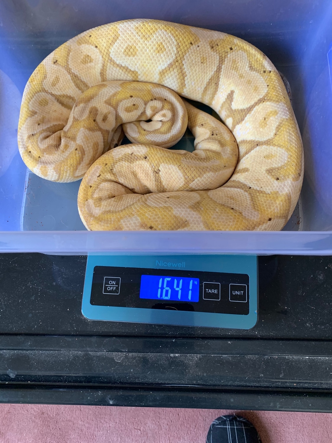 CG Pastel Ball Python by Galaxy Morphs - MorphMarket
