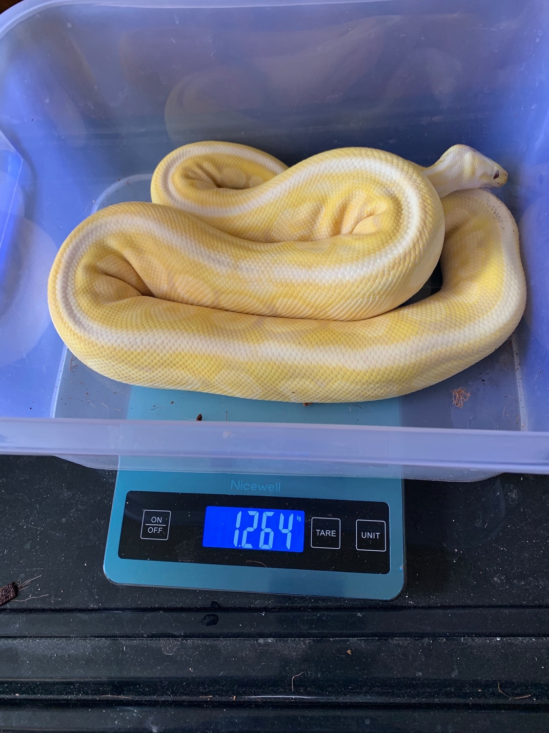 Pewter Candino Ball Python by Galaxy Morphs - MorphMarket