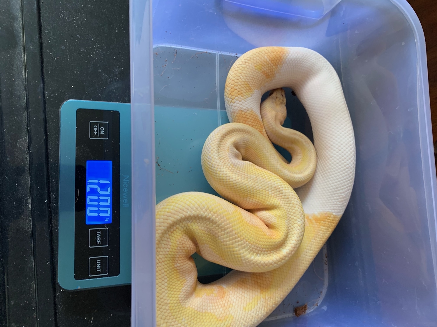 Dreamsicle Ball Python by Galaxy Morphs - MorphMarket
