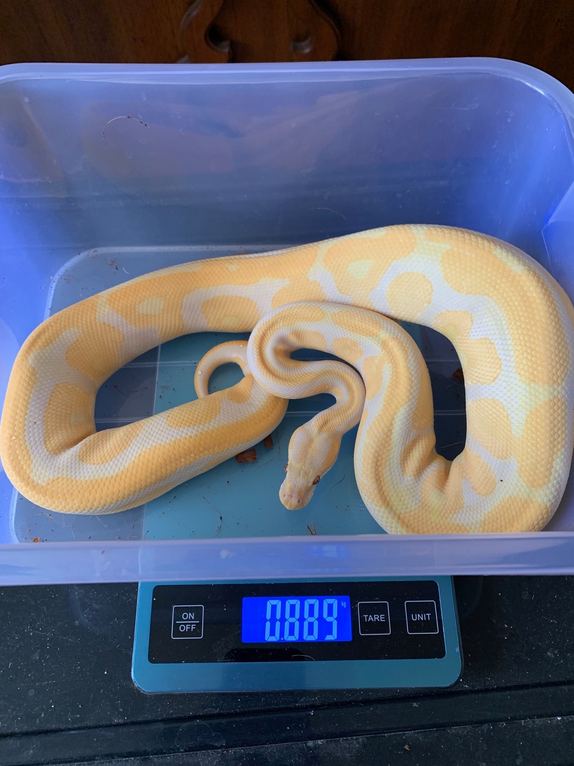 Leopard Lavender Albino 66% Het Pied (J.K.) Super Bright Ball Python by ...