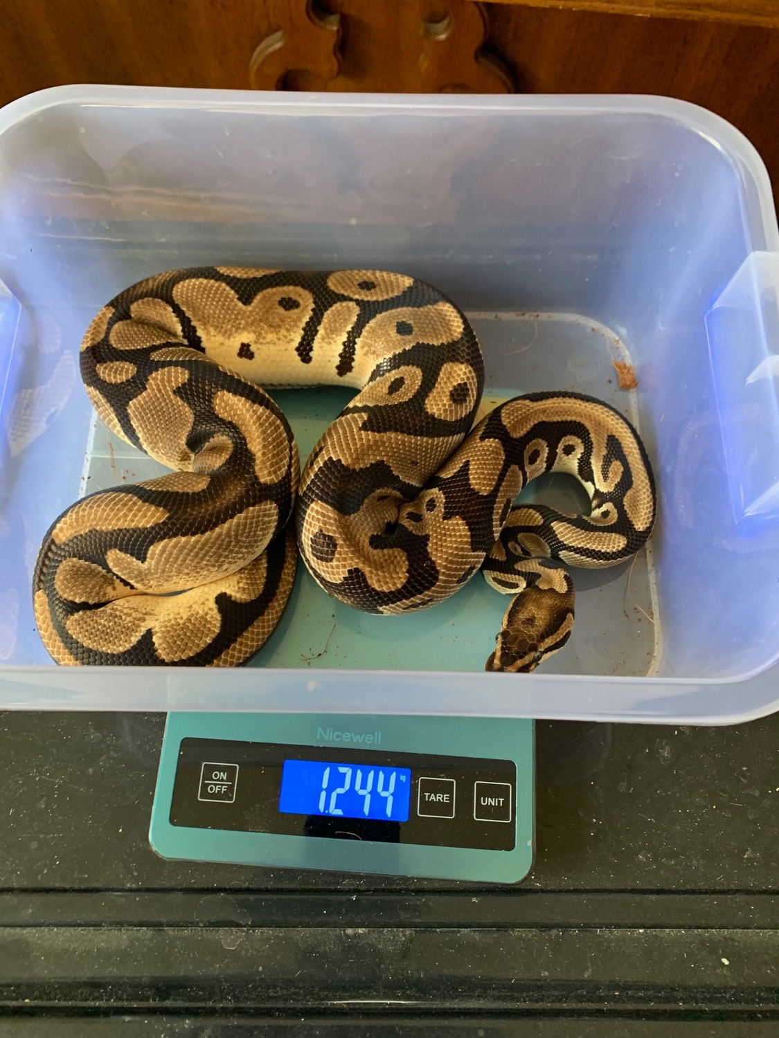 Orange Dream Het Dreamsicle (J.K.) Ball Python by Galaxy Morphs ...