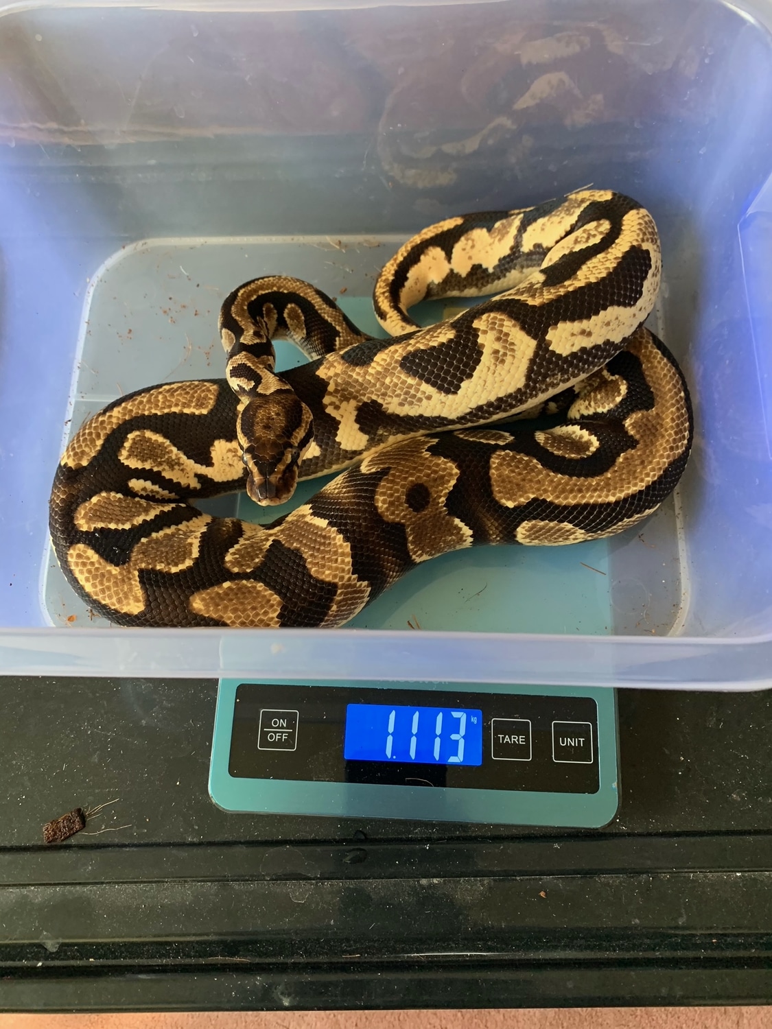 Orange Dream YB Het Dreamsicle (J.K.) Ball Python by Galaxy Morphs ...