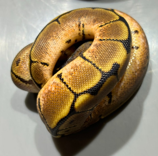 Spider 50%het Pied Ball Python by Keith’s killer exotics