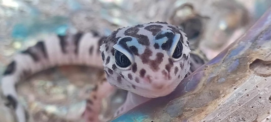 Mack Snow Pos Black Night Pos Pastel Leopard Gecko by Glennie Geckos, LLC