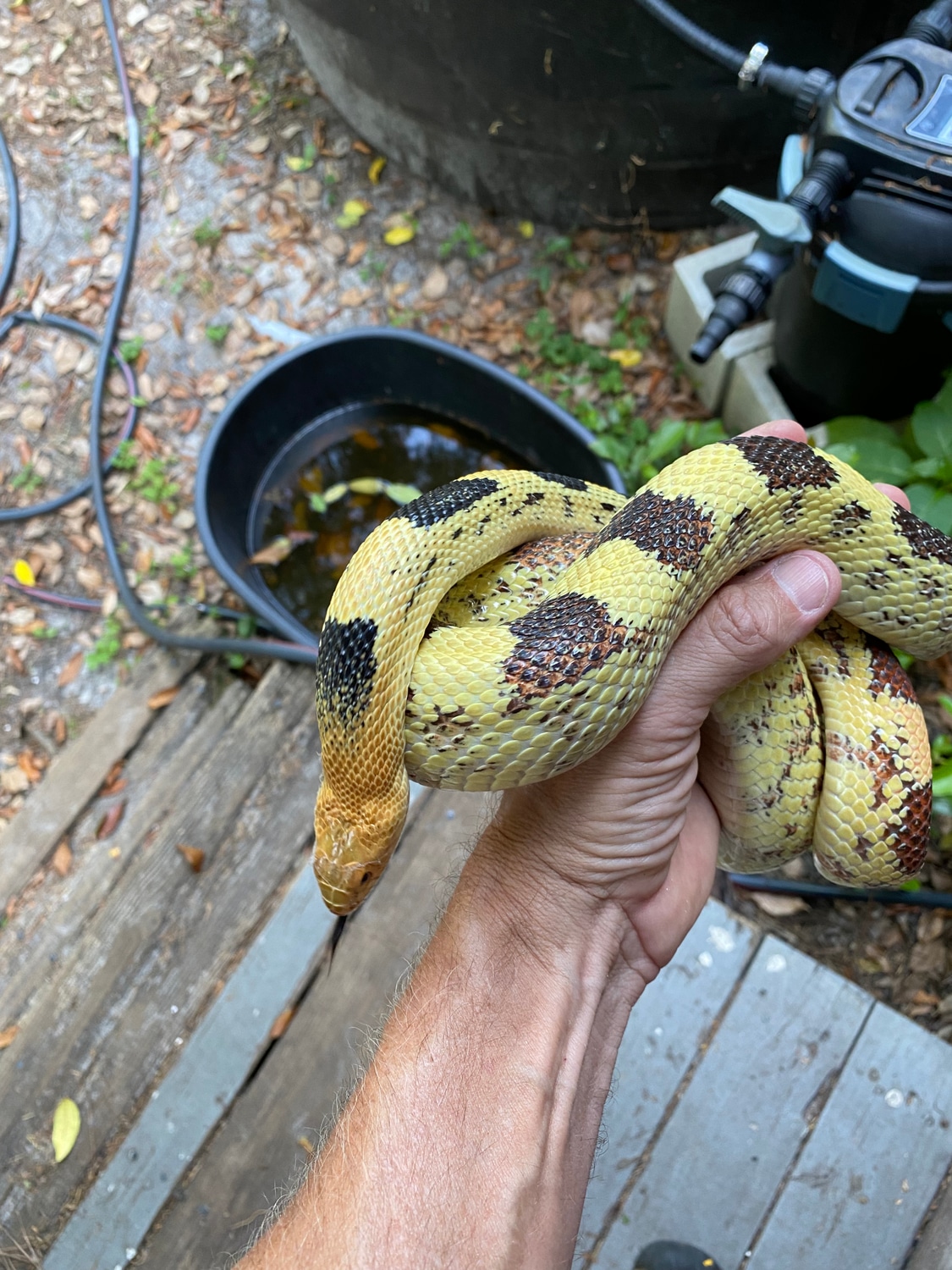 Mexican Pine Snake by GJreptiles - MorphMarket