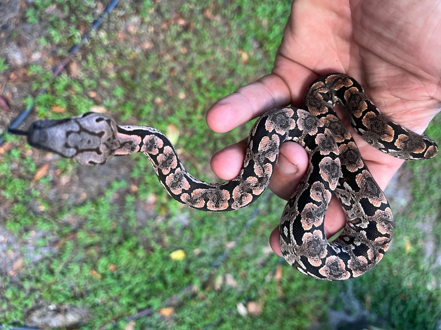 Dumerils Boa Dumeril's Boa by GJreptiles - MorphMarket
