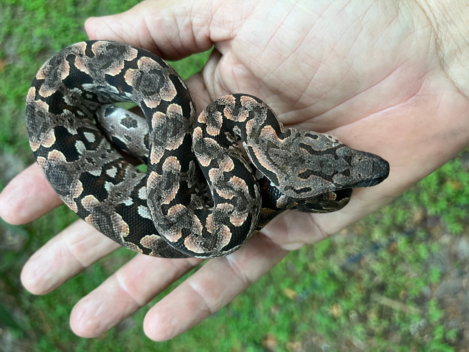 Dumerils Boa Dumeril's Boa by GJreptiles - MorphMarket