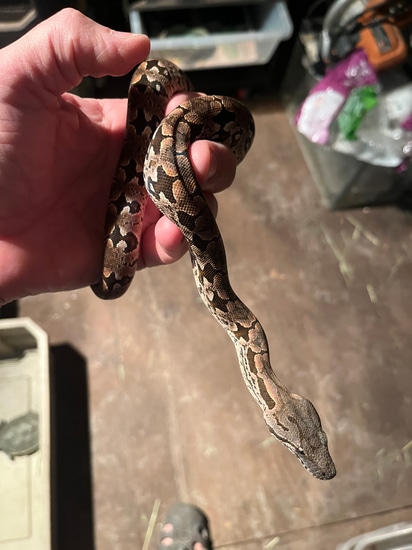 Dumerils Boa Dumeril's Boa by GJreptiles