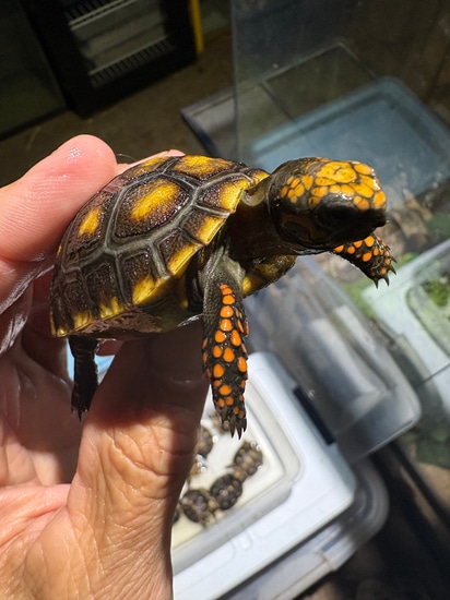 Redfoot Tortoises Red-Footed Tortoise by GJreptiles