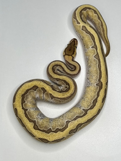 0.1 Enchi Kingpin Ball Python by TAGs Arachnids