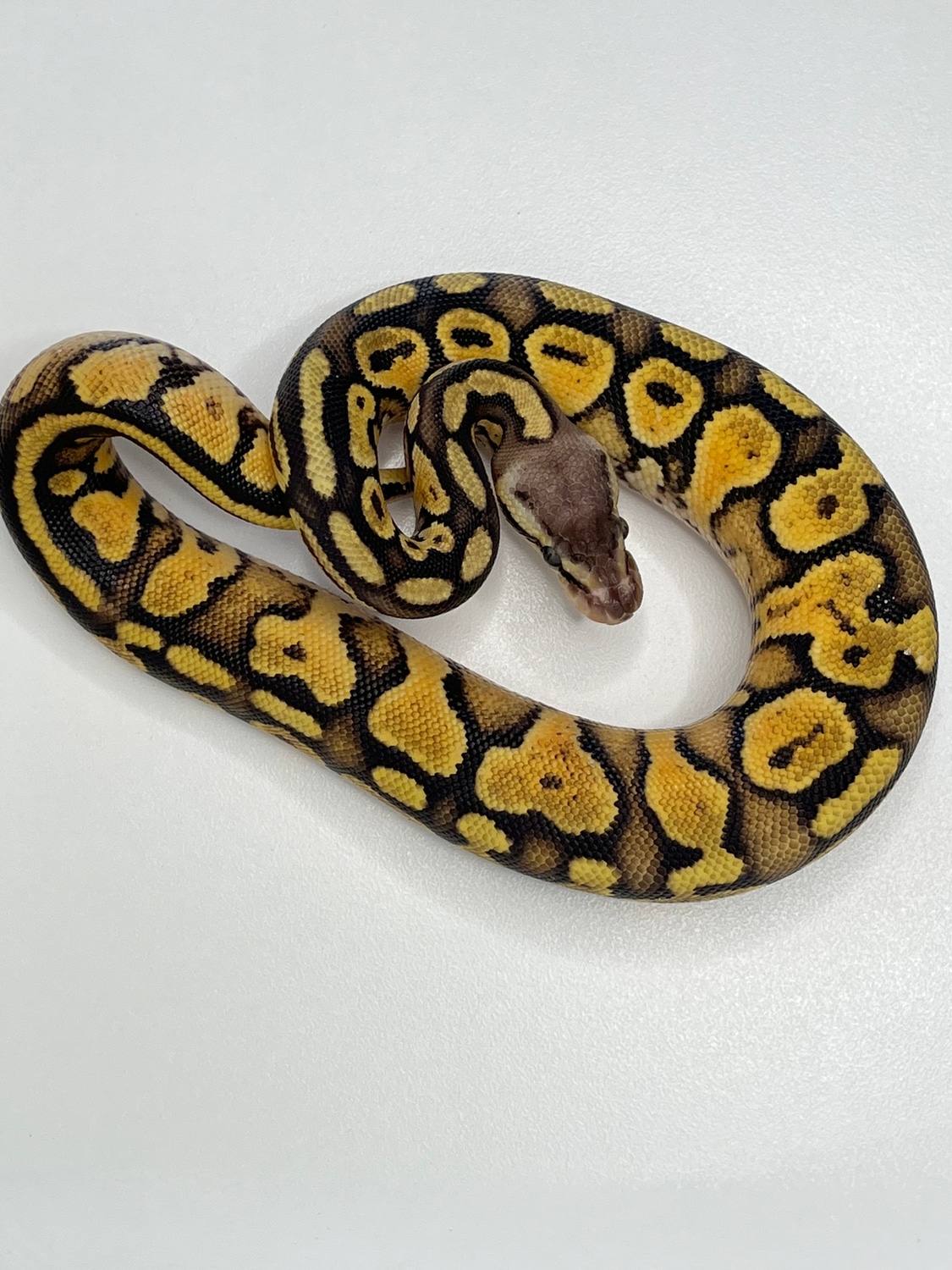 0.3 Pastel YB Poss. Vanilla Ball Python by TAG Reptiles - MorphMarket