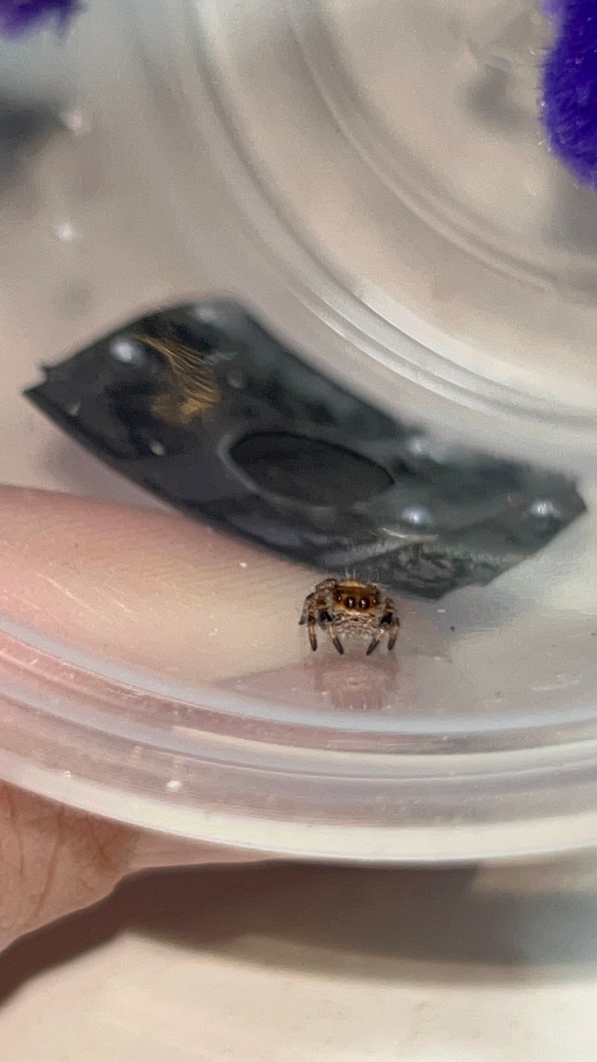 Regal Jumper (Slings) True Spider by TAG Reptiles - MorphMarket