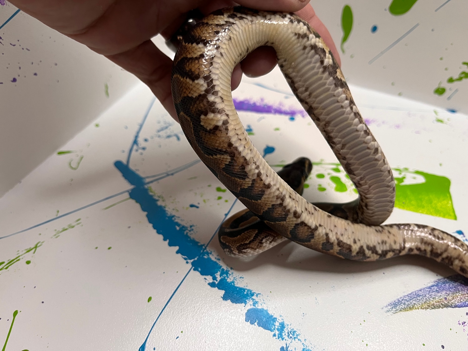 Mahogany Yellow Belly Ball Python by TAG Reptiles - MorphMarket