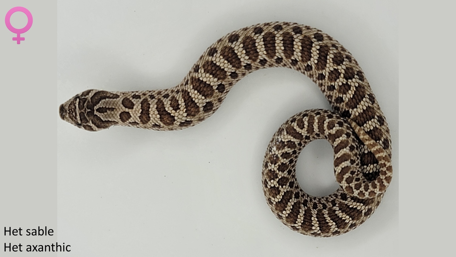 Het Sable Het Axanthic Western Hognose by Fox Science - MorphMarket