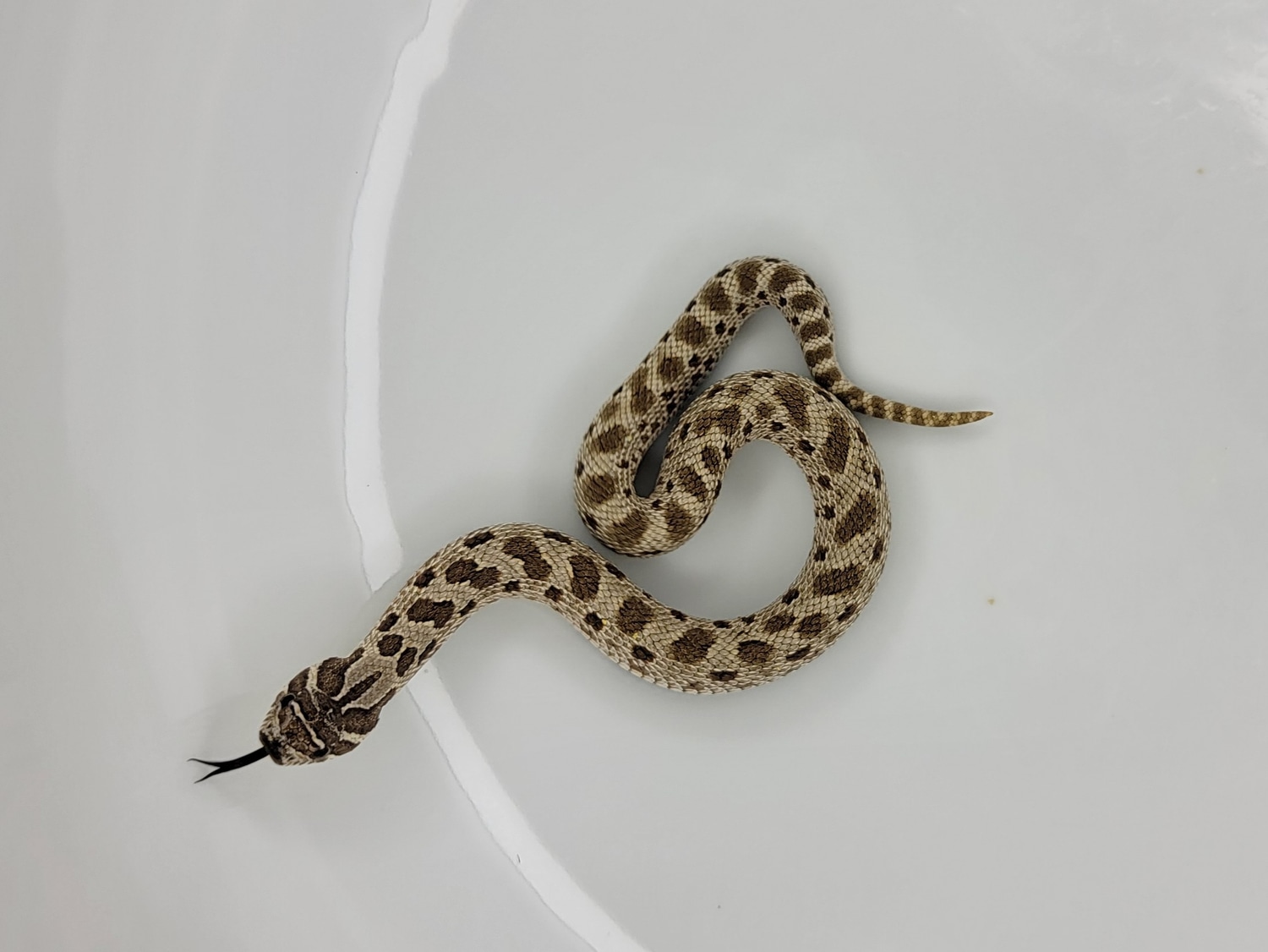 Purple-line Conda Het Sable Het Axanthic Western Hognose by Fox Science ...