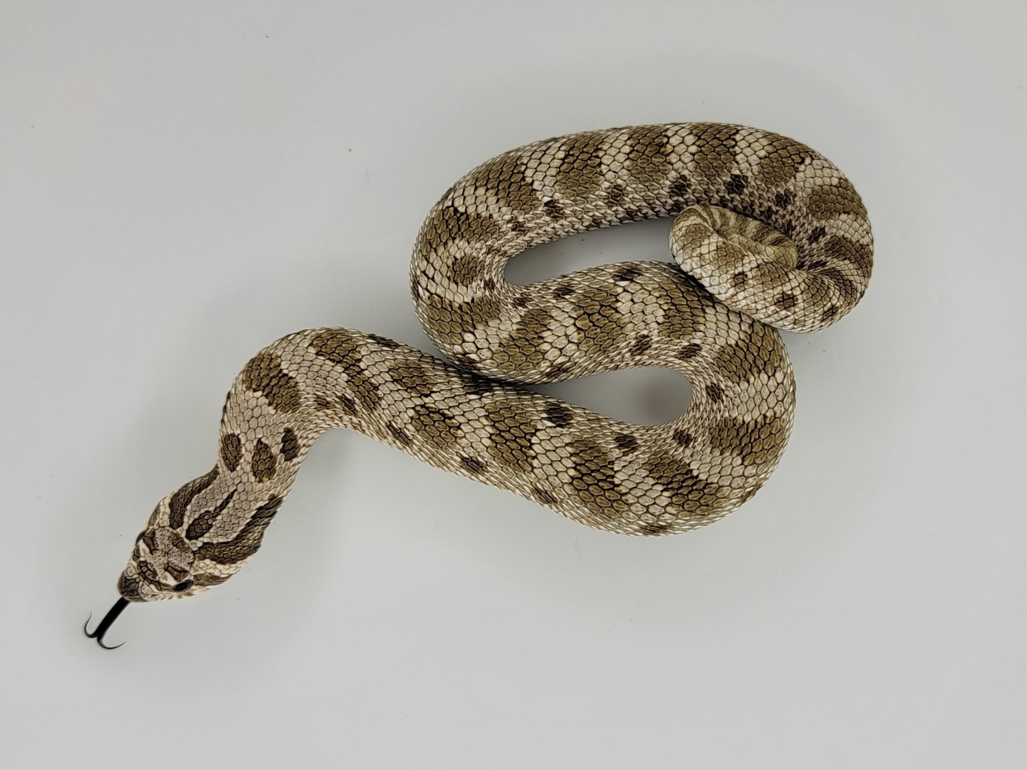 Anaconda Het Sable Het Axanthic Western Hognose by Fox Science ...