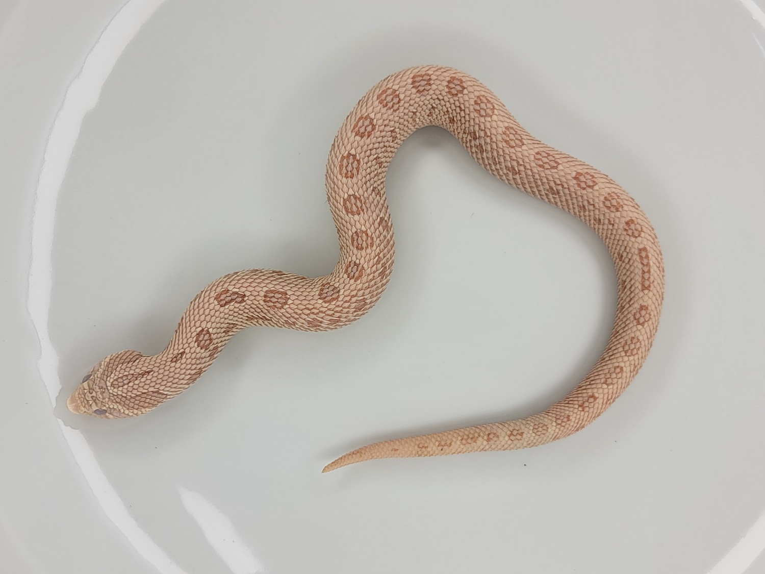 Arctic Pink Pastel Albino Anaconda Western Hognose by Fox Science ...