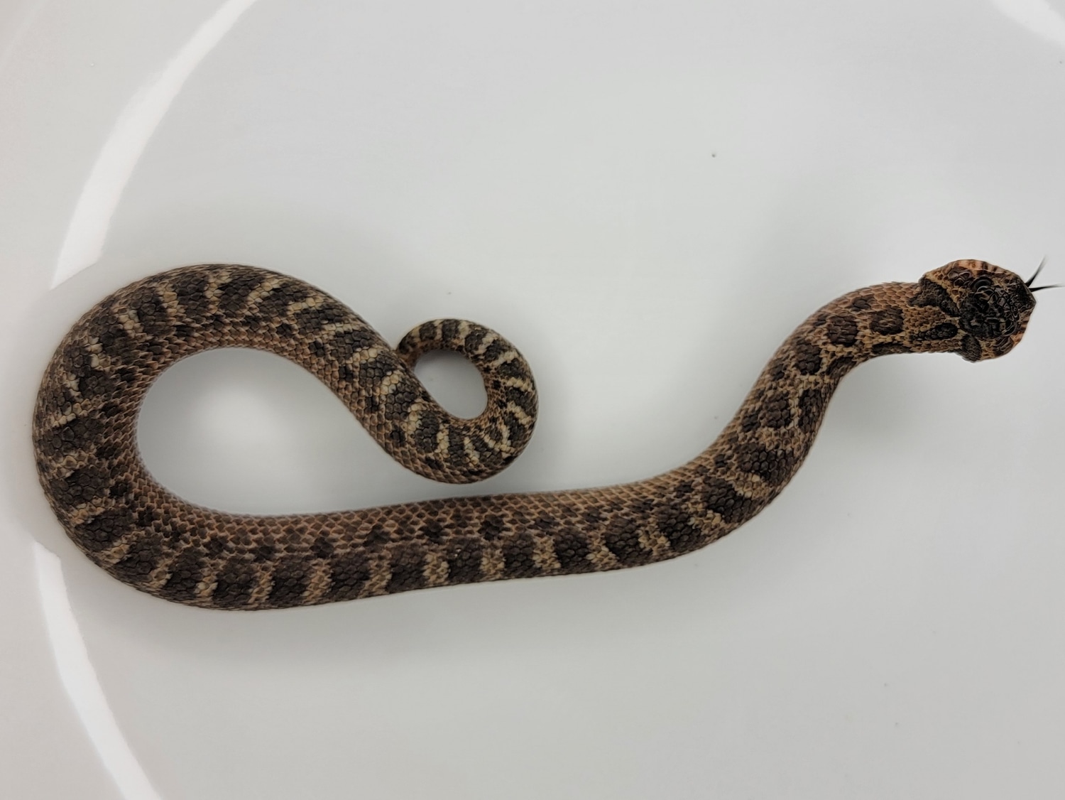 Arctic Sable 33% Het Axanthic Western Hognose by Fox Science - MorphMarket