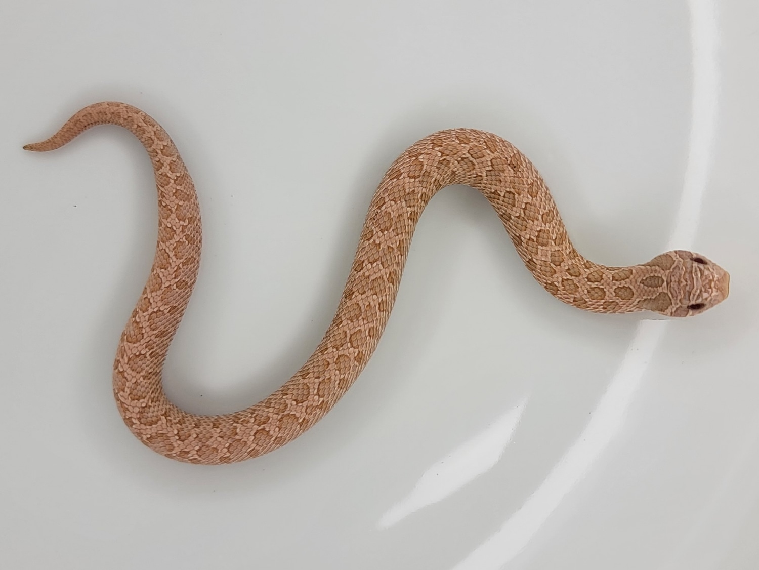 Pink Pastel Albino 66% Het Axanthic Western Hognose by Fox Science ...