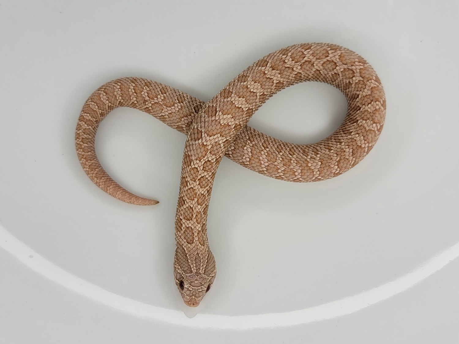 Pink Pastel Albino 66% Het Axanthic Western Hognose by Fox Science ...