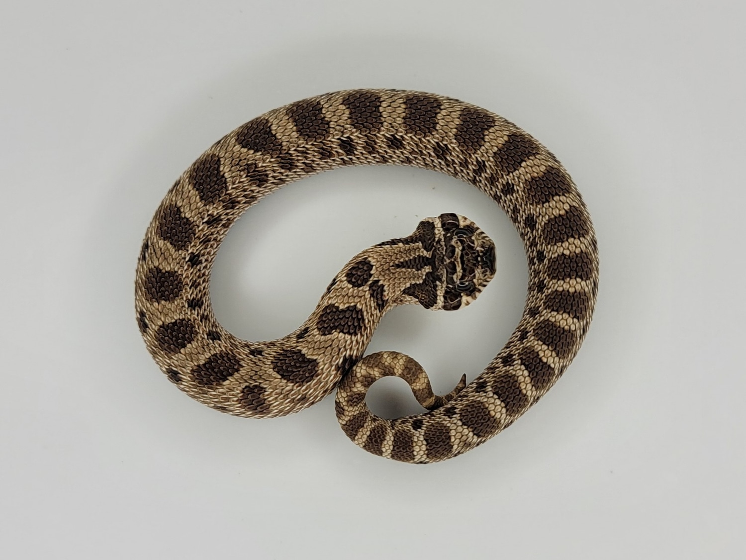 Purple-line Anaconda Het Sable Het Axanthic Western Hognose by Fox ...