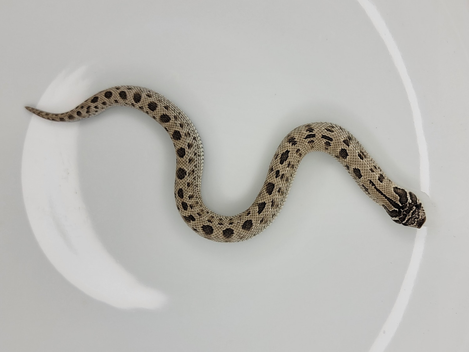Purple-line Arctic Axanthic Anaconda Western Hognose by Fox Science ...