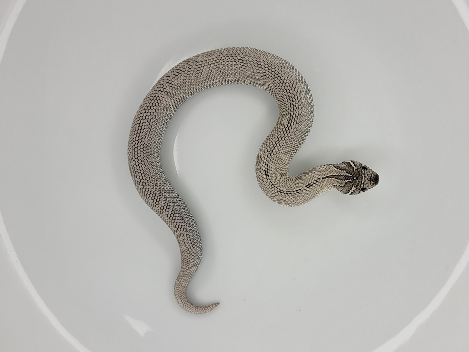 Purple-line Arctic Axanthic Superconda Western Hognose by Fox Science ...