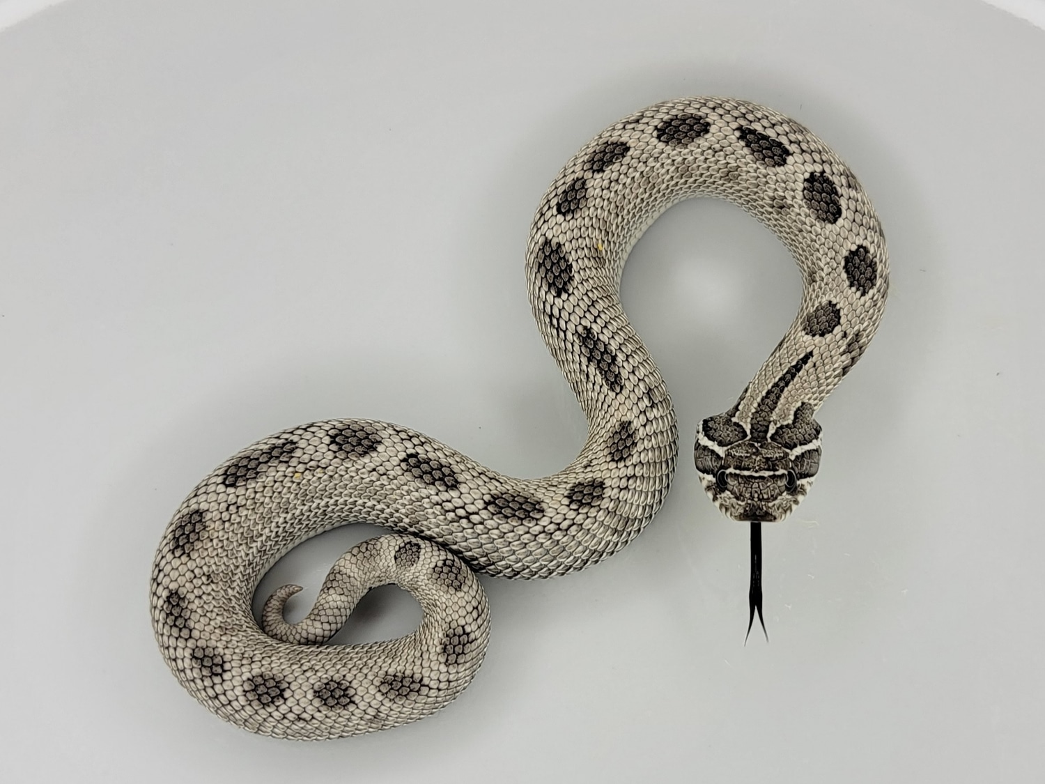Purple-line Arctic Axanthic Anaconda Western Hognose by Fox Science ...