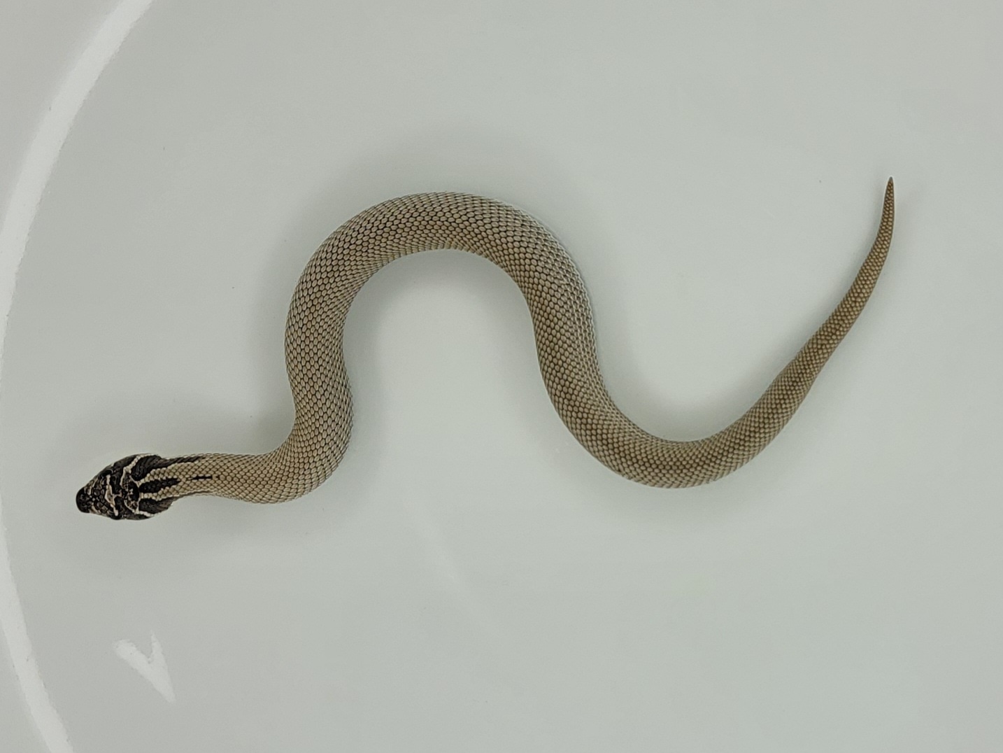 Purple-line Axanthic Superconda Western Hognose by Fox Science ...