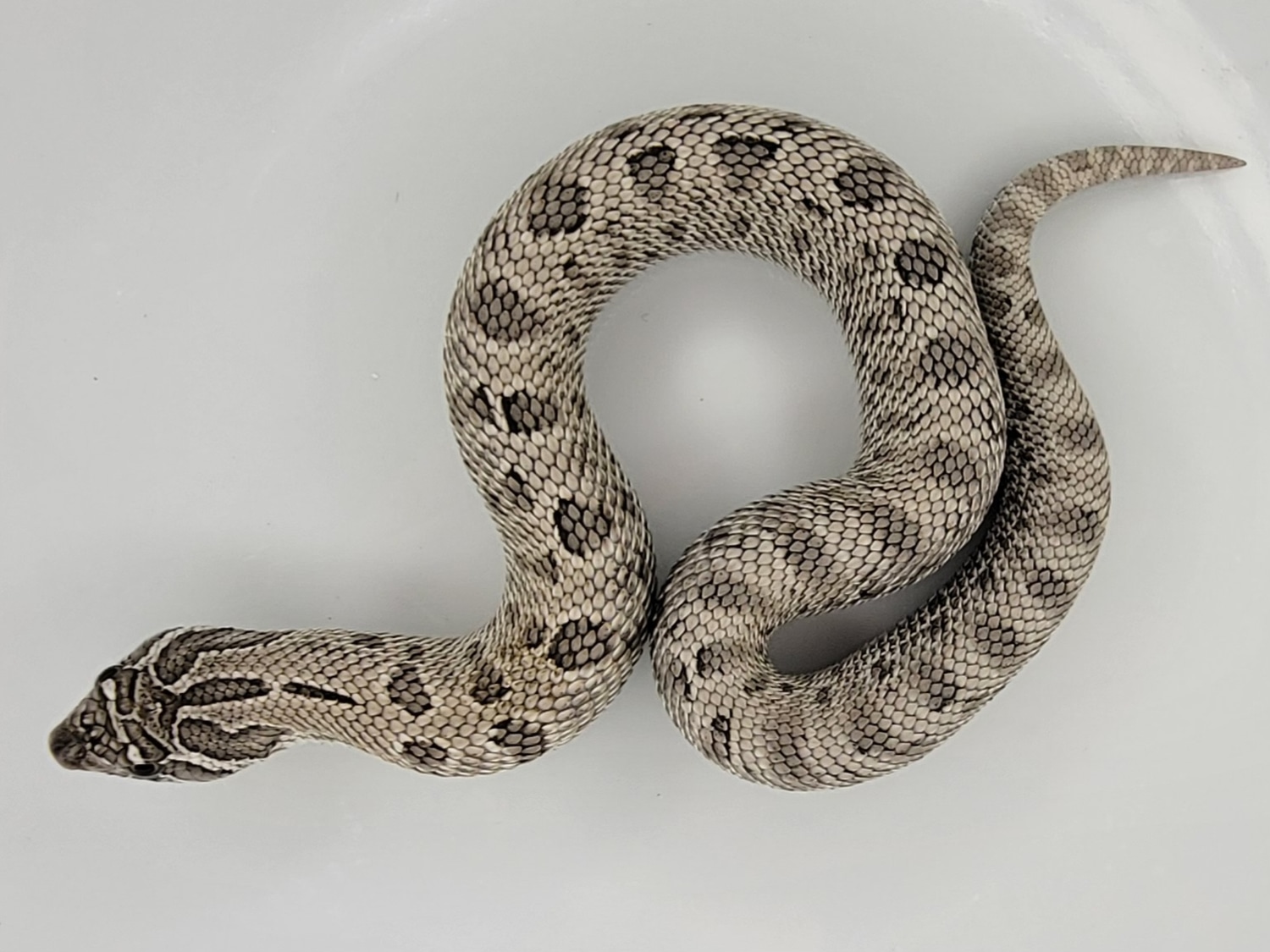Purple-line Arctic Axanthic Anaconda Western Hognose by Fox Science ...