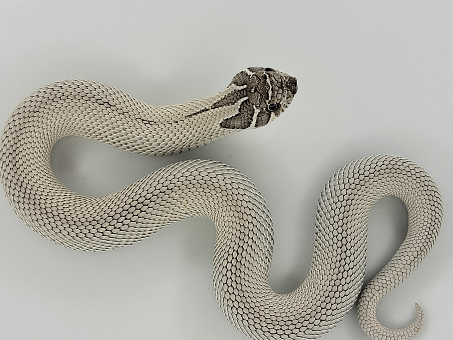 Purple-line Arctic Axanthic Superconda Western Hognose by Fox Science ...