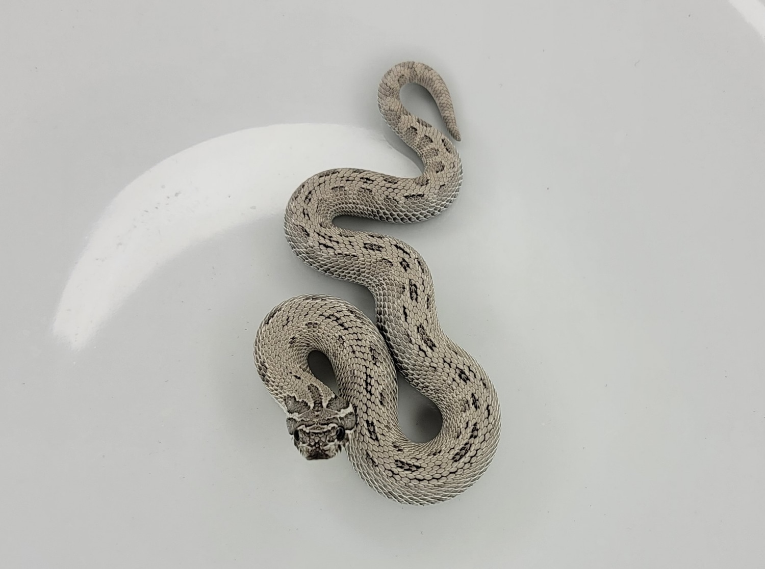 Purple-line Arctic Axanthic Anaconda Western Hognose by Fox Science ...