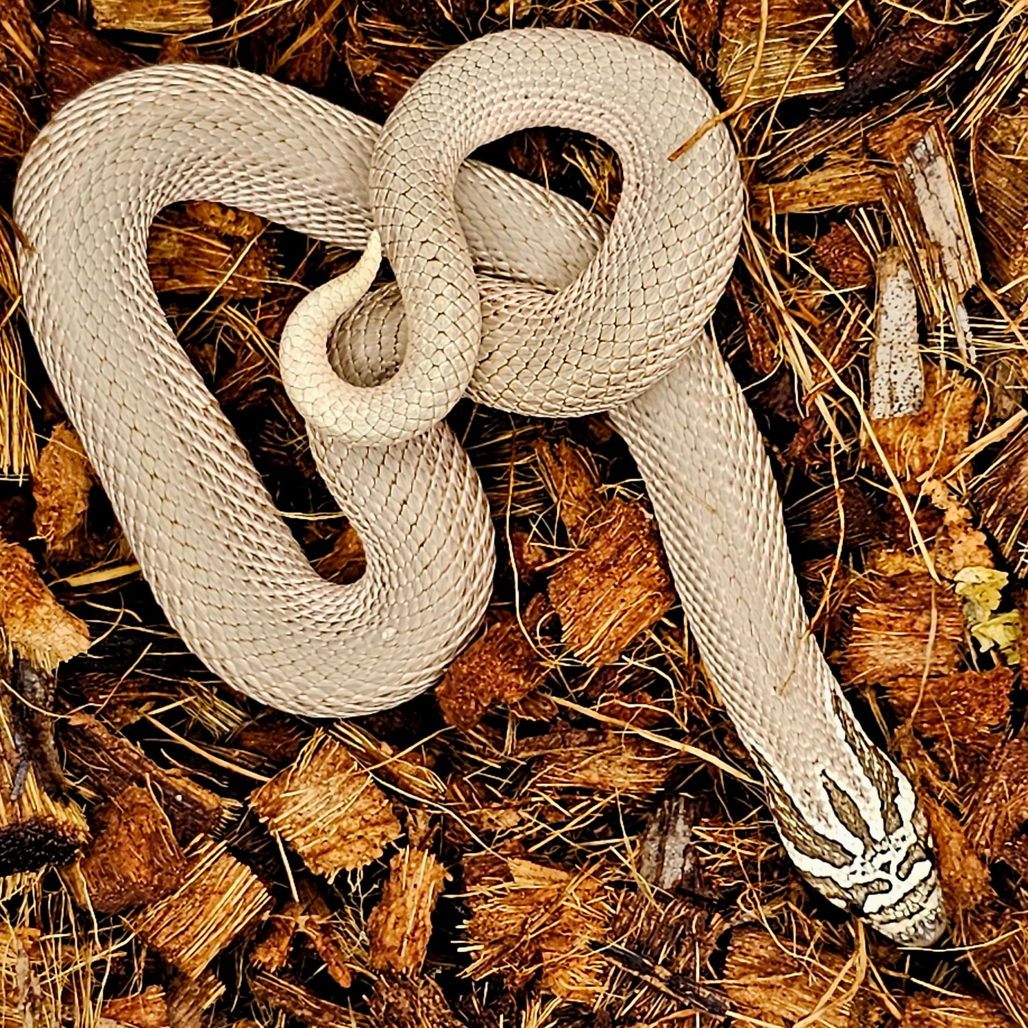 Arctic Superconda Het Pink Pastel Albino Western Hognose by Fox Science ...