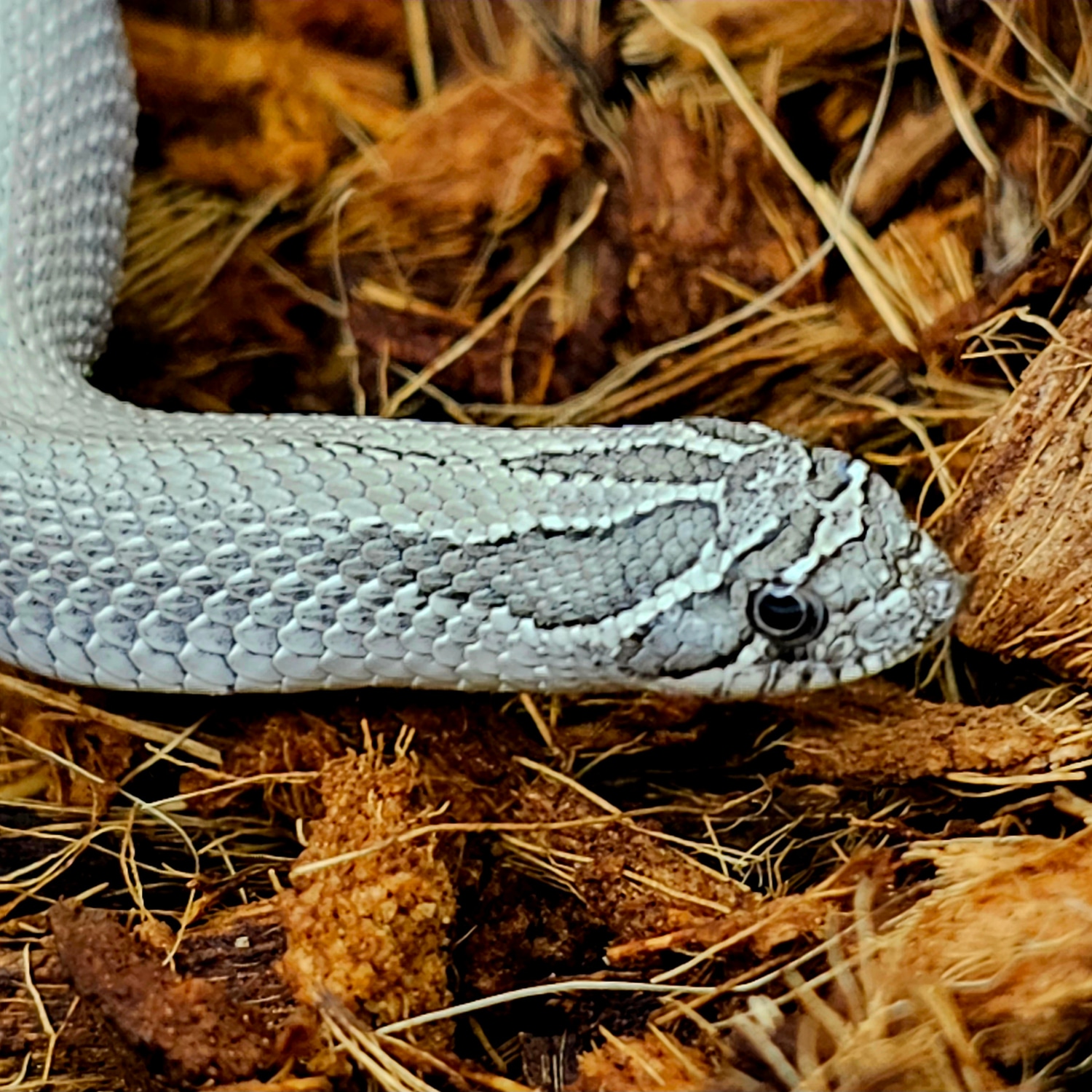 Purple-line Axanthic Superconda Western Hognose by Fox Science ...