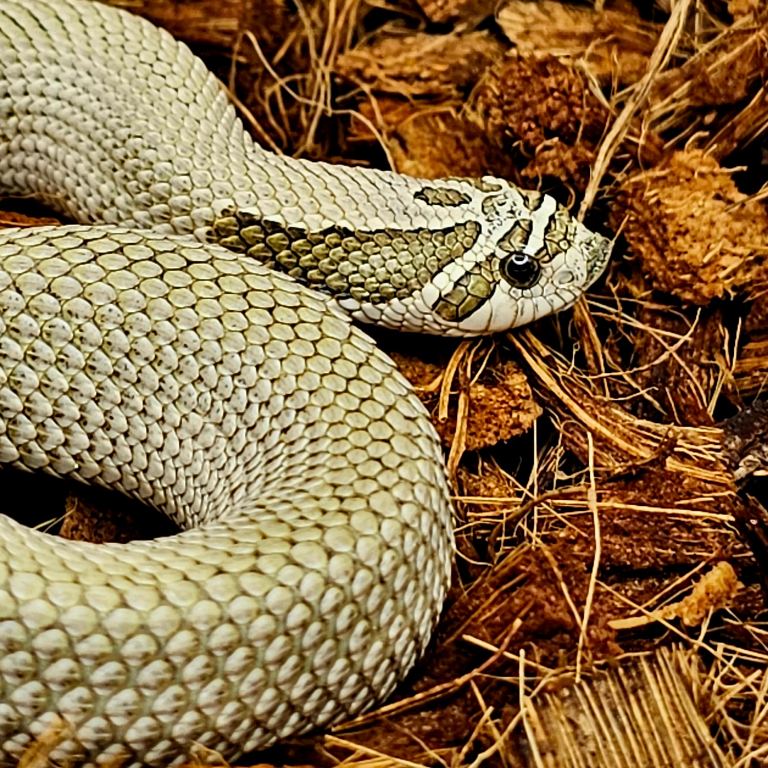 Superconda Het Sable 66% Het Axanthic Western Hognose by Fox Science ...