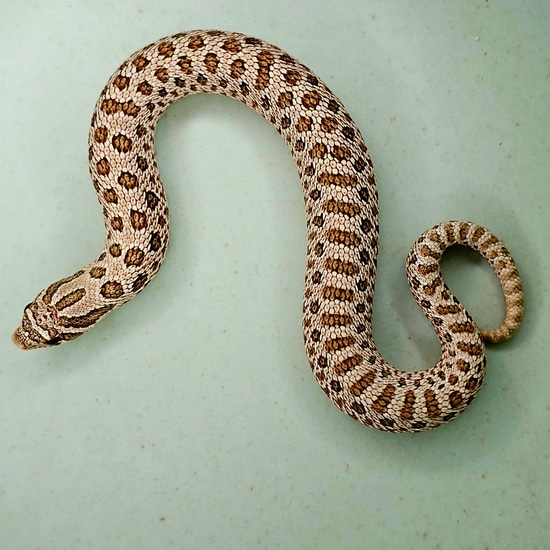 Arctic Toffee Het Axanthic Western Hognose by Fox Science