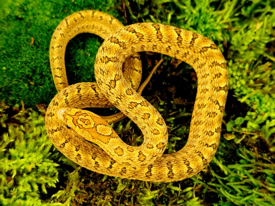 High Yellow Het T+ Albino Elaphe Dione (Dione's/Steppe Rat Snake) Other ...