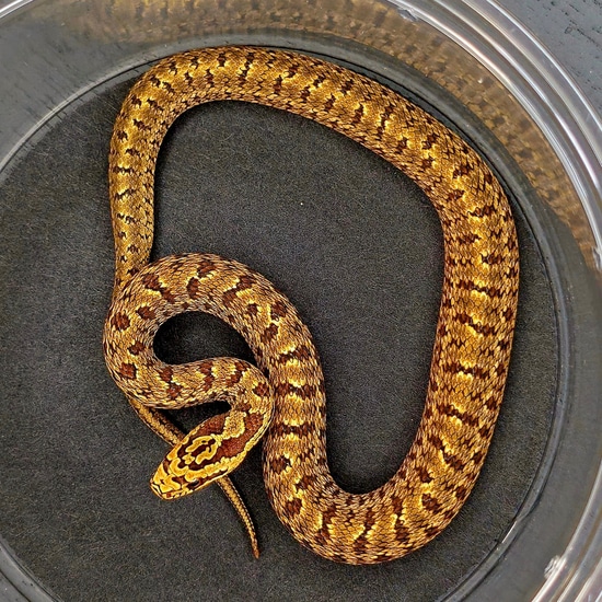 Elaphe Dione (Dione's/Steppe Rat Snake) Barnaul (Striped) X ...