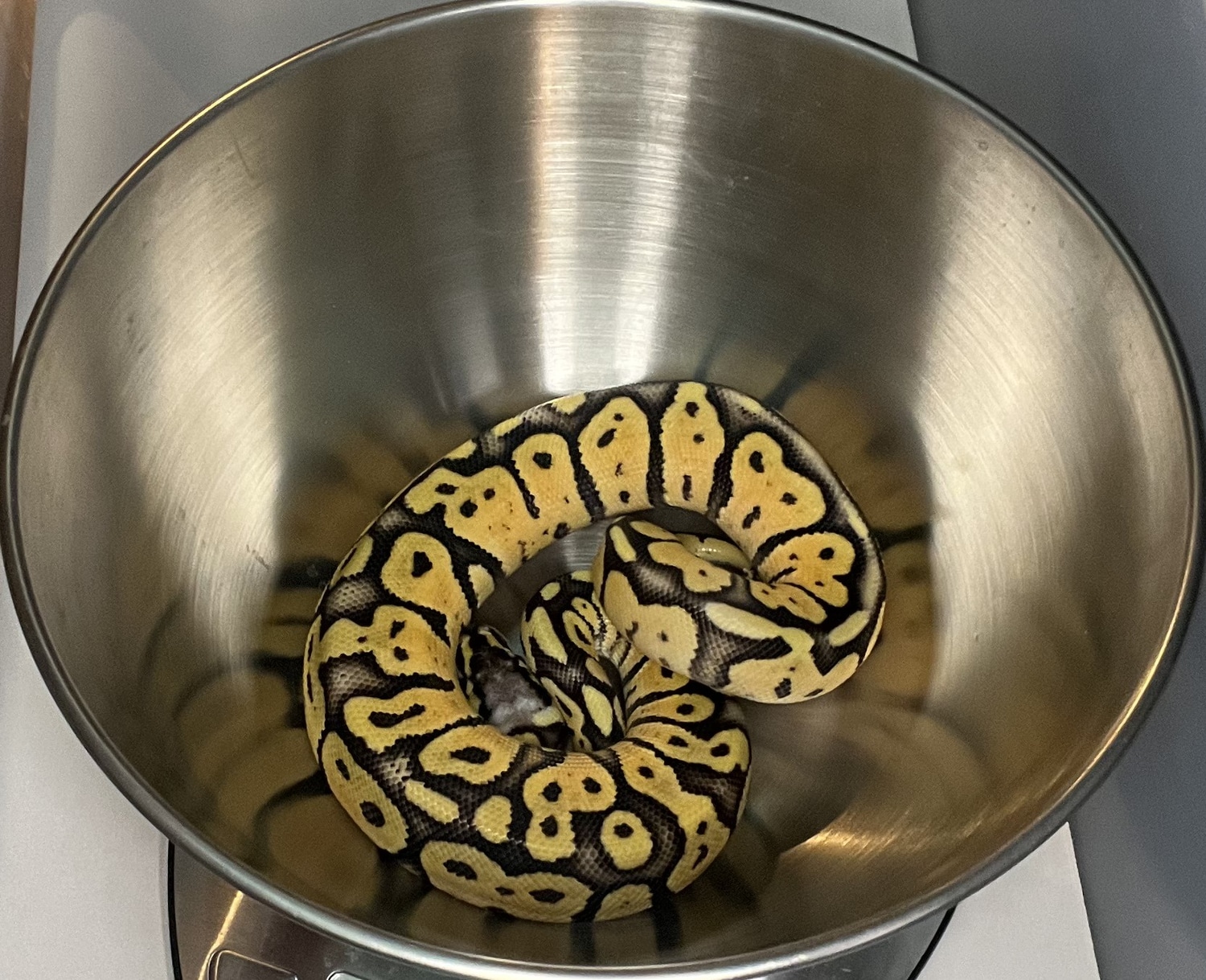 Super Pastel 100% Het Clown Ball Python by Glenn's Reptiles London ...