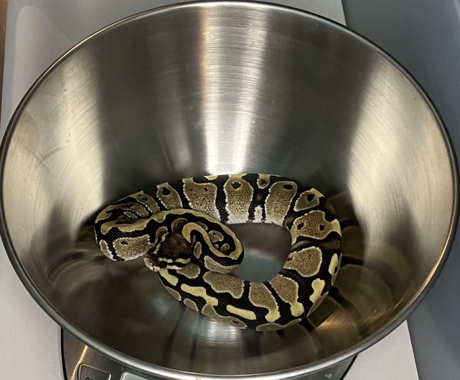 Fire Ball Python by Glenn's Reptiles London - MorphMarket