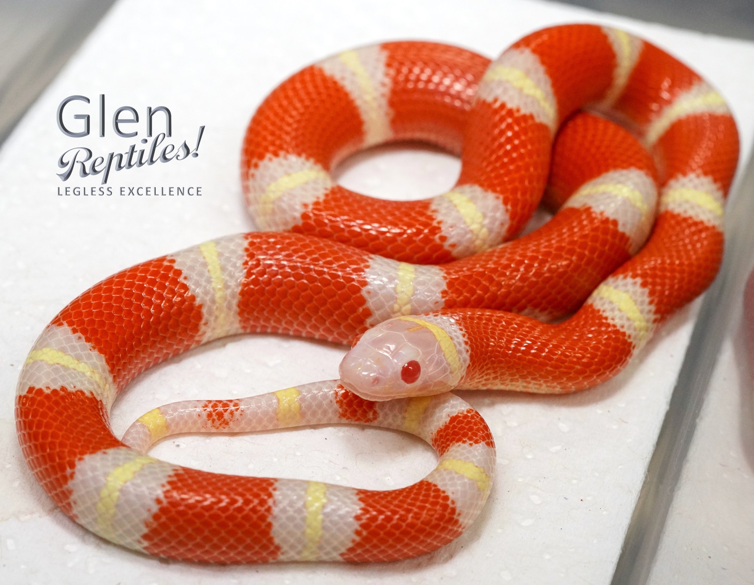 Milksnake Albino Nelson's Milk Snake by Glen Reptiles - MorphMarket