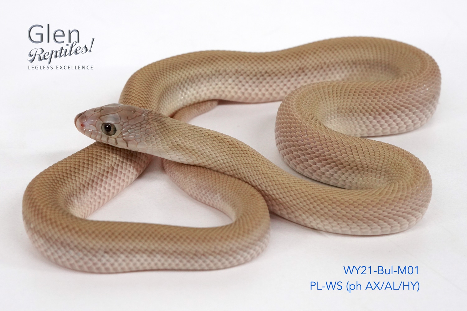 Patternless White-sided Male Bullsnake by Glen Reptiles - MorphMarket