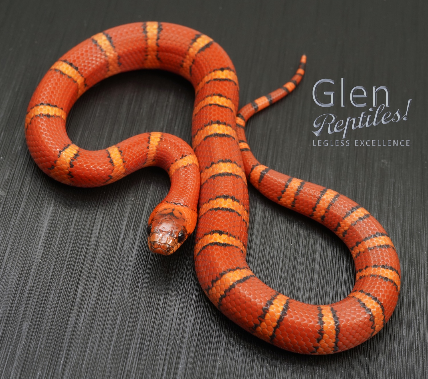 Variable Kingsnake (Pure Leonis) Nuevo Leon Kingsnake by Glen Reptiles ...